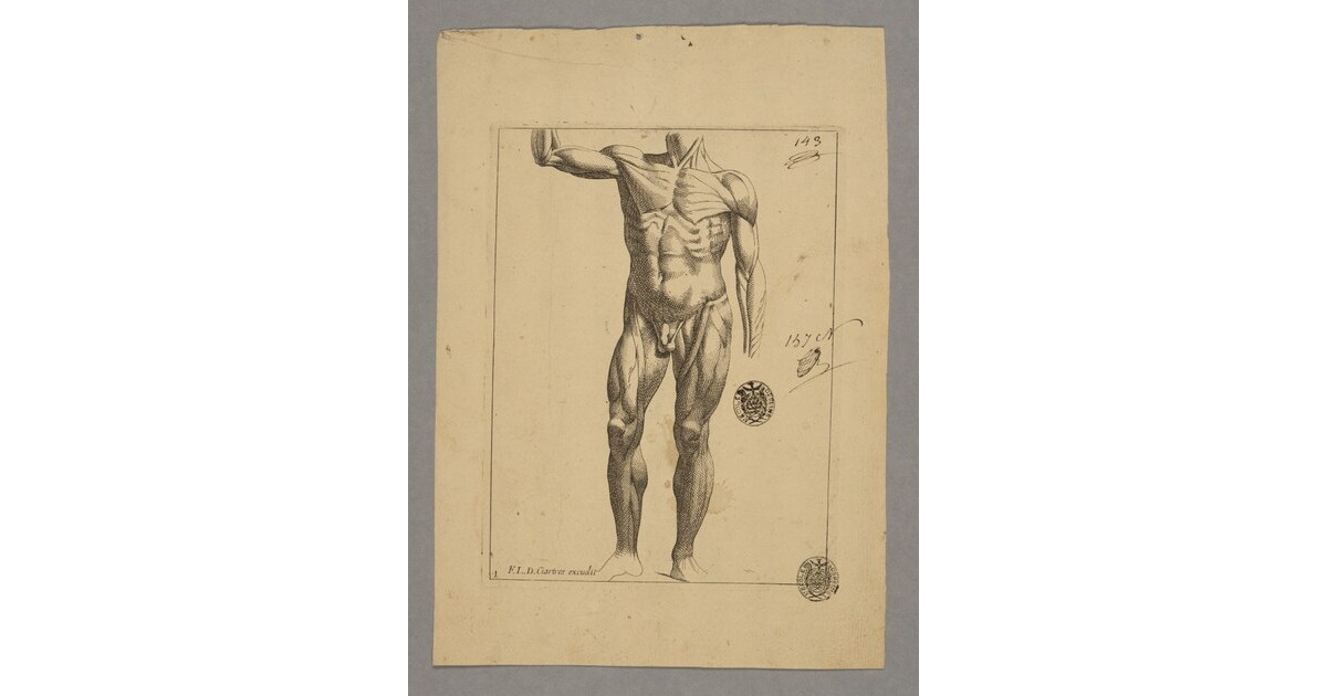 Ecorché de face, ANONYME FRANCAIS 18ème siècle - Portail officiel des ...