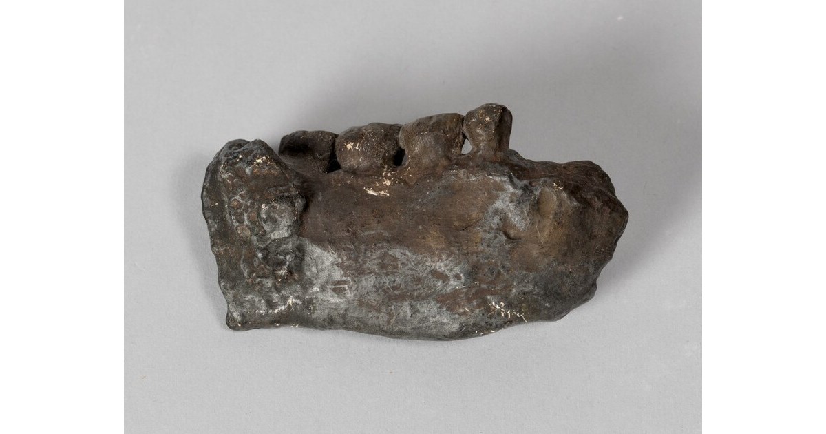 Fragment de mâchoire du Pithecanthropus mojokertensis, COMPTOIR CENTRAL ...