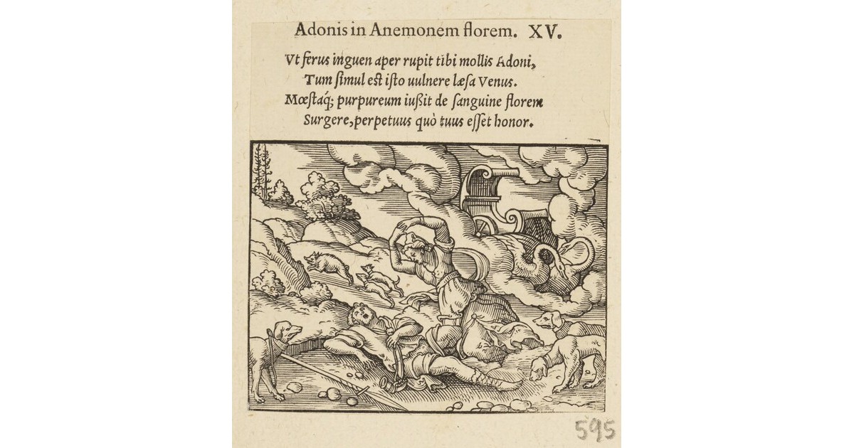 Adonis transformé en anémone, ANONYME 16ème siècle - Portail officiel ...